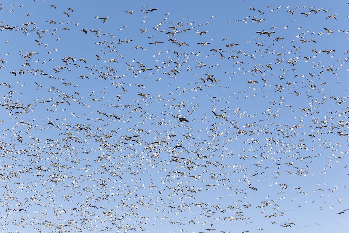 World Class Texas Snow Goose Hunting Guide
