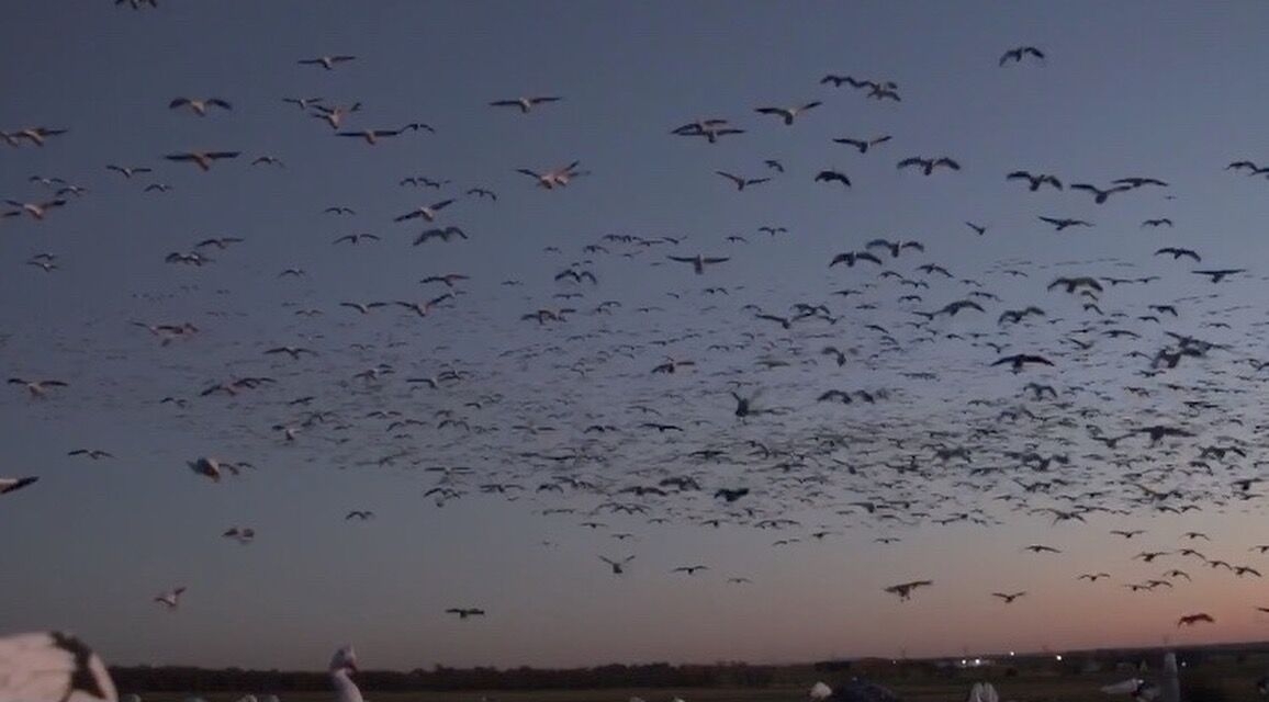 World Class Texas Snow Goose Hunting Guide